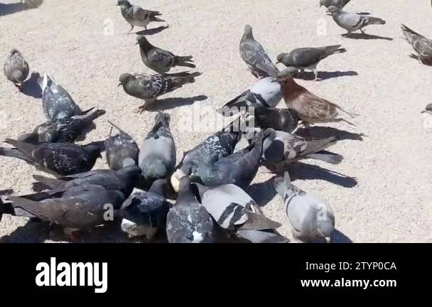 PARIS - Pigeons eating in square in front of Notre Dame Cathedral, SLOW ...