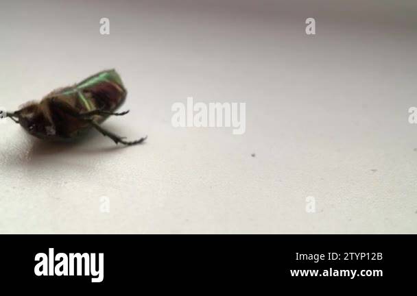 Green beetle, close-up. With a shiny shell. The beetle lies on its back ...