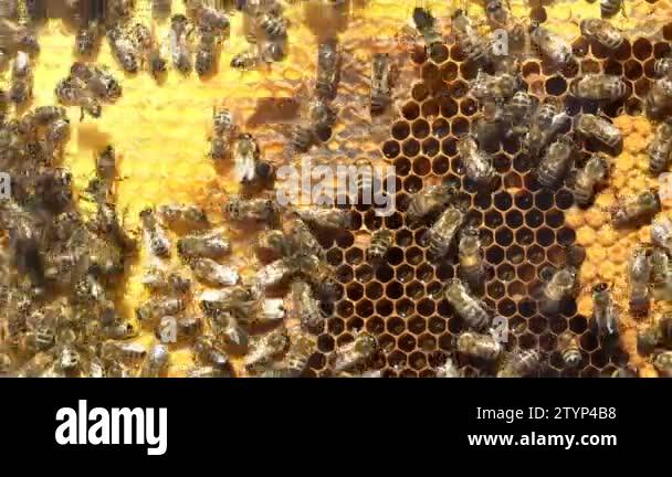 Drone Bees Inside a Beehive / Honeycomb with honey and bees inside the hive Stock Video Footage ...