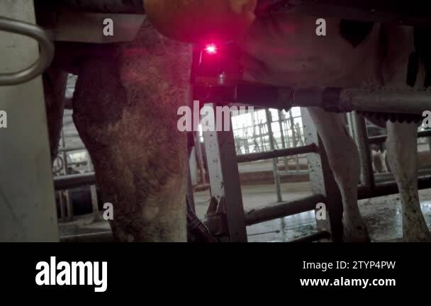 Automated process of a modern milking machine. The cows udder is ...