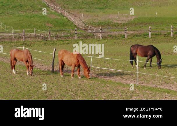 Green paddock three horses Stock Videos & Footage - HD and 4K Video ...
