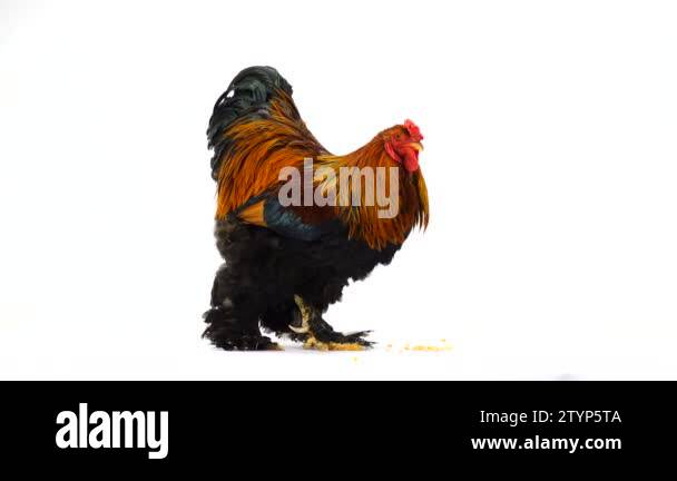 rooster Brahma isolated on white screen Stock Video Footage - Alamy