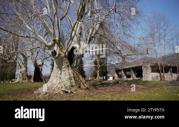 Giant sycamore tree Stock Videos & Footage - HD and 4K Video Clips - Alamy