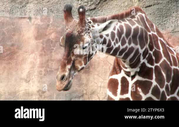 Short neck giraffe Stock Videos & Footage - HD and 4K Video Clips - Alamy