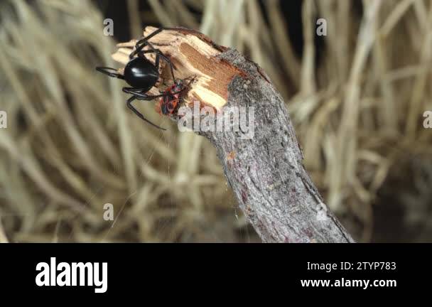 Fire wrapping Stock Videos & Footage - HD and 4K Video Clips - Alamy