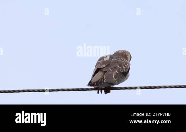 Shouldered kite Stock Videos & Footage - HD and 4K Video Clips - Alamy