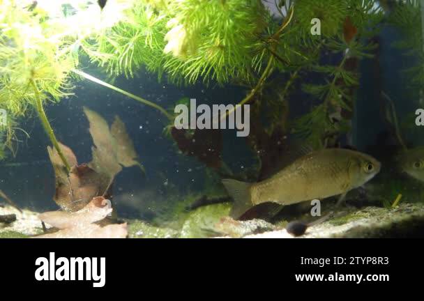 juvenile freshwater fish gibel carp, Carassius gibelio swims in muddy ...