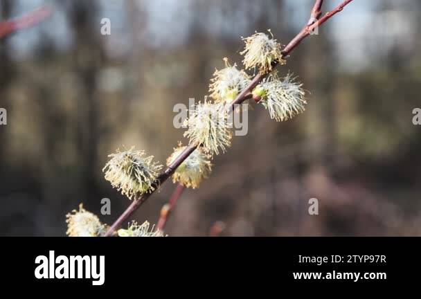 Catkins on tree Stock Videos & Footage - HD and 4K Video Clips - Alamy