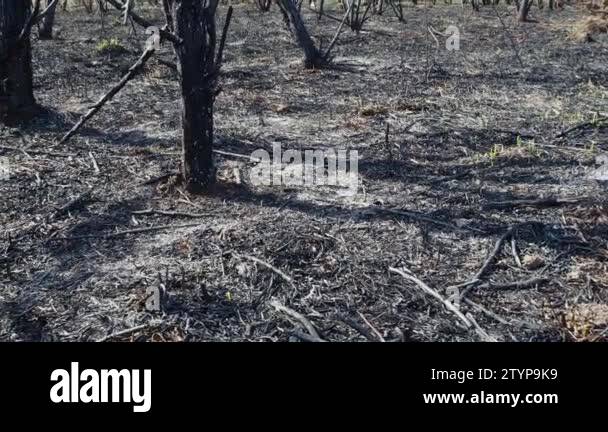 Scorched earth and tree trunks after a spring fire in forest. Black ...