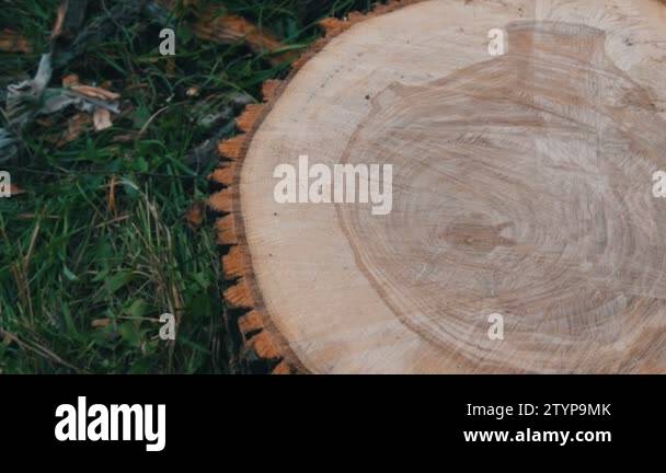 Human form in tree Stock Videos & Footage - HD and 4K Video Clips - Alamy