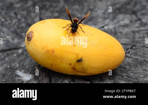 Vespa bicolor Stock Videos & Footage - HD and 4K Video Clips - Alamy