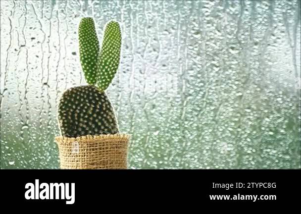 Crying cactus Stock Videos & Footage - HD and 4K Video Clips - Alamy