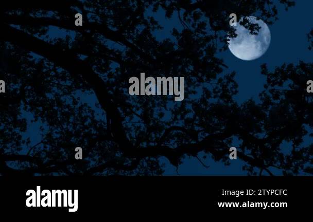 Moon behind tree branches Stock Videos & Footage - HD and 4K Video ...