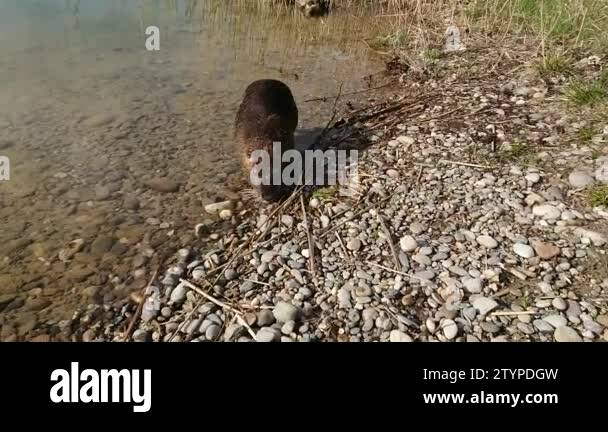 Summer lake swim germany Stock Videos & Footage - HD and 4K Video Clips ...
