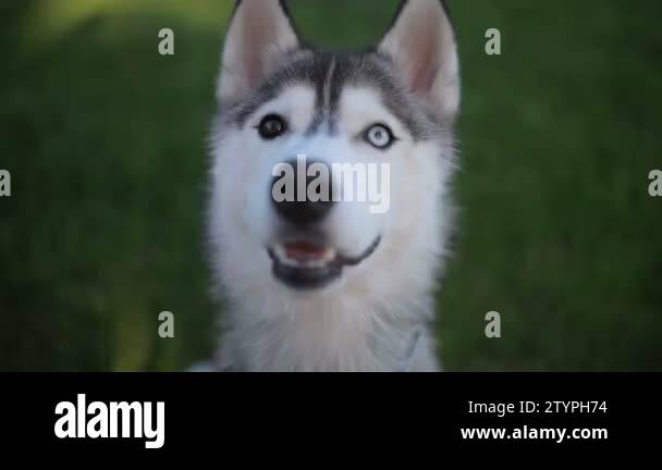 Husky dog different eyes black Stock Videos & Footage - HD and 4K Video ...