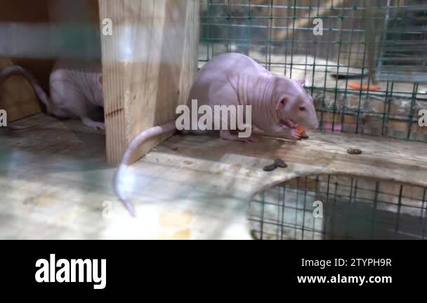 Cute dumbo rats Stock Videos & Footage - HD and 4K Video Clips - Alamy