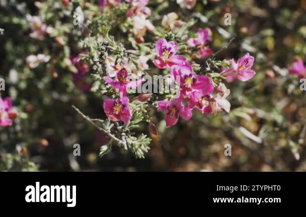 Rhatany Stock Videos & Footage - HD and 4K Video Clips - Alamy