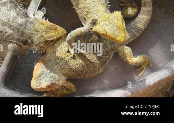 Bearded water dragon Stock Videos & Footage - HD and 4K Video Clips - Alamy