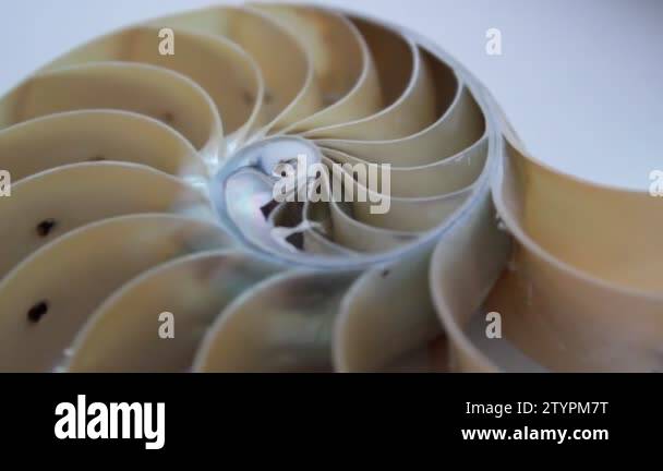 shell nautilus pearl Fibonacci sequence symmetry cross section spiral shell structure golden ...