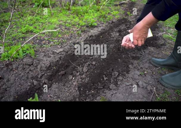 Woman sowing seed Stock Videos & Footage - HD and 4K Video Clips - Alamy