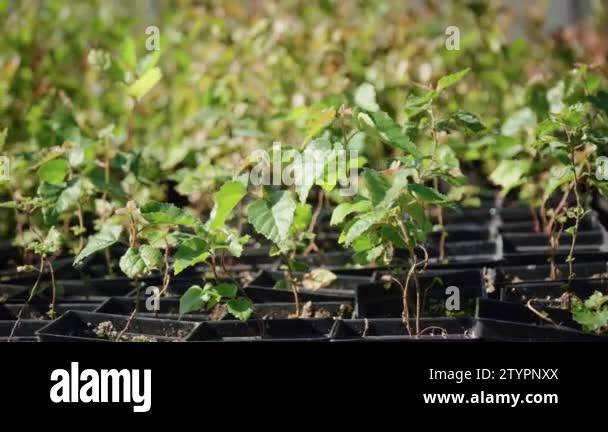 Deciduous trees seeds Stock Videos & Footage - HD and 4K Video Clips ...