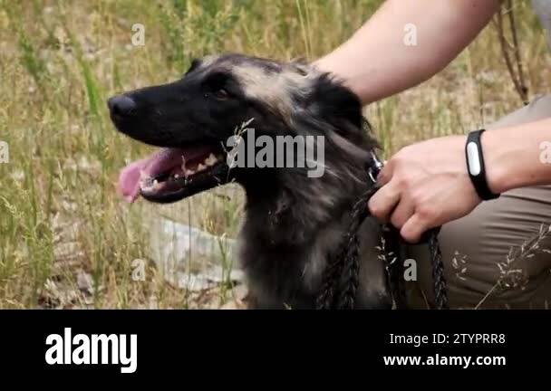 People save and help homeless dogs in animals shelter. Man playing with ...
