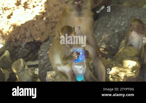 Little brown monkey Stock Videos & Footage - HD and 4K Video Clips - Alamy