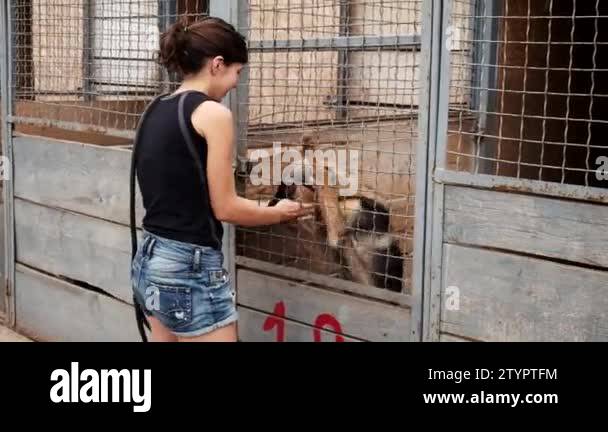 Woman save and help homeless dogs in animals shelter. Woman playing ...
