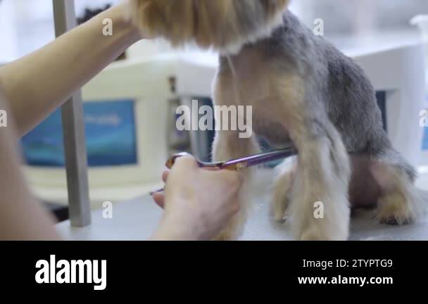 Female pet groomer cuts small dog hair with scissors in groomers salon ...