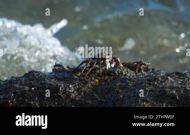 Crabs on the rock at the beach Stock Video Footage - Alamy