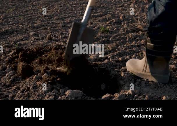 Person fills hole in the ground with shovel and tramples it down with ...
