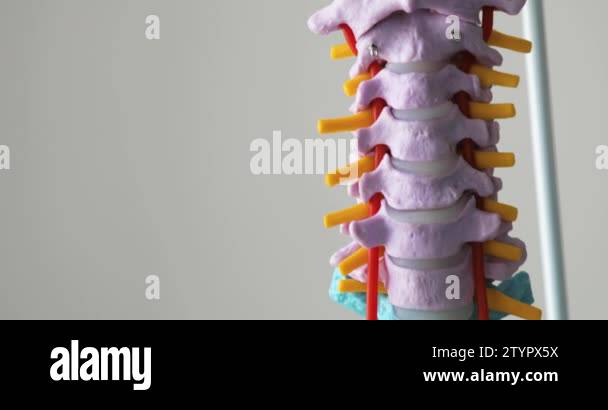 Human spine curve Stock Videos & Footage - HD and 4K Video Clips - Alamy