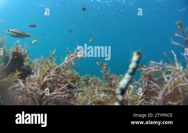 Surface fish in the caribbean sea Stock Videos & Footage - HD and 4K ...