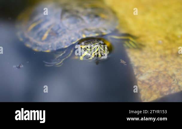 Trachemys a Stock Videos & Footage - HD and 4K Video Clips - Alamy