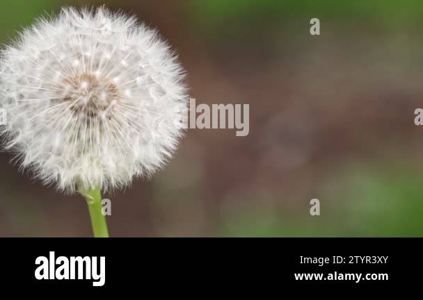 Puffball flower Stock Videos & Footage - HD and 4K Video Clips - Alamy
