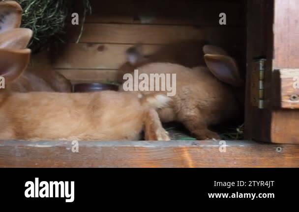 Cute brown rabbits on an organic farm, hiding in the rabbit hutch ...