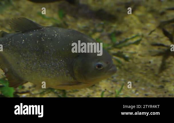 Red bellied piranha pygocentrus Stock Videos & Footage - HD and 4K ...