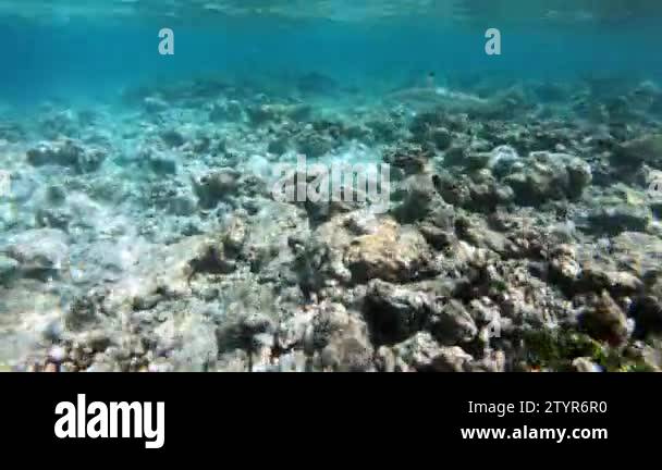 Blacktip reef shark (Carcharhinus melanopterus). Fish swimming in ...