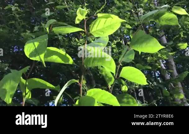 The fast-growing, invasive, plant Japanese Knotweed or 'Polygonum ...