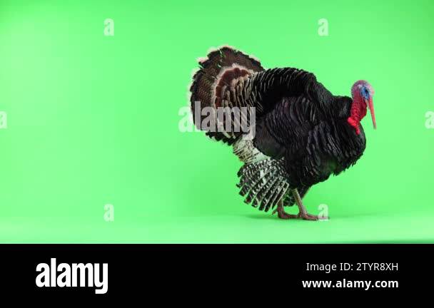 Bronze turkey opens its feathers and calms down. Isolated green screen ...