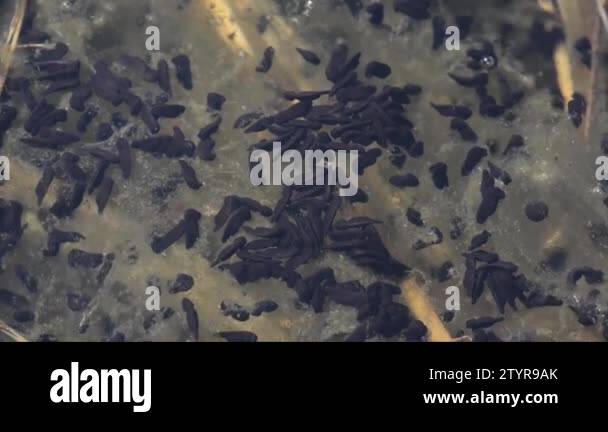 Phlegraean Fields, Campi Flegrei, Solfatara, fog, steam, fumaroles ...