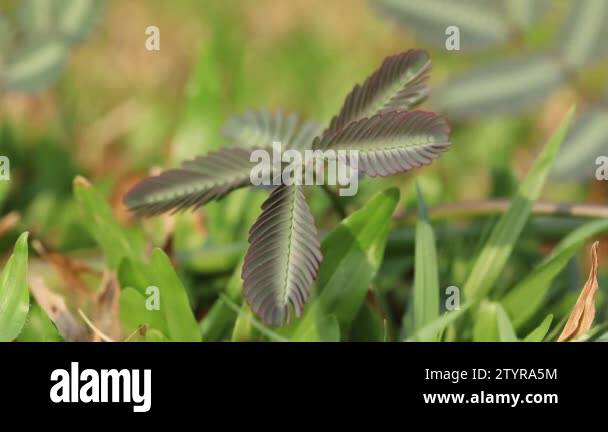 Plant closing leaves Stock Videos & Footage - HD and 4K Video Clips - Alamy