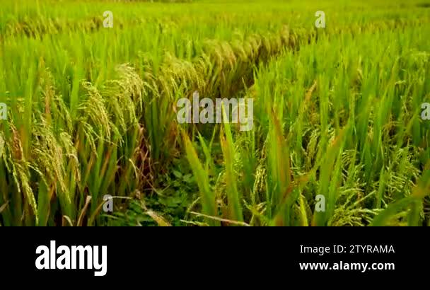 Rice Field Green agriculture ecosystem Asian rice paddy field Vietnam ...