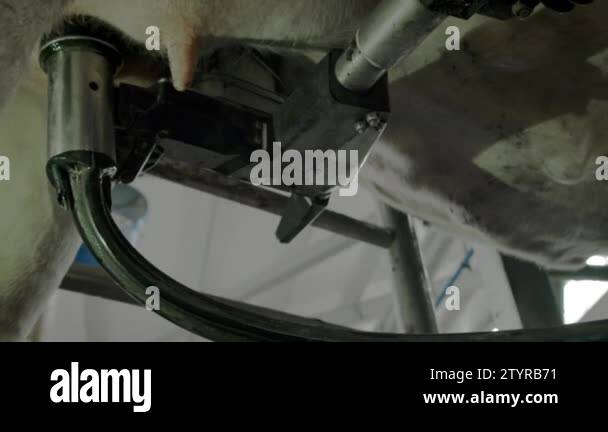 Automated process of a modern milking machine. The cows udder is ...