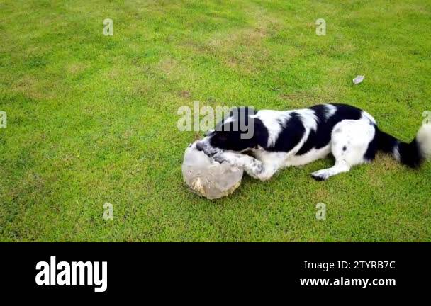 Dog bite ball Stock Videos & Footage - HD and 4K Video Clips - Alamy