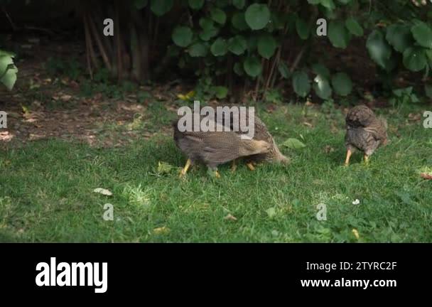 Free range hens -nine weeks old baby chickens - freely grazing in the ...