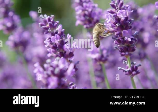 DOF, MACRO, CLOSE UP: Hardworking bee flying around lavender bloom ...