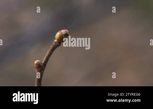 First buds of spring Stock Videos & Footage - HD and 4K Video Clips - Alamy