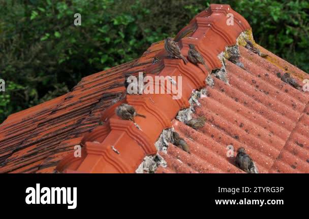 Sparrows on roof Stock Videos & Footage - HD and 4K Video Clips - Alamy