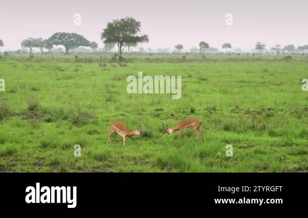 Battle savannah Stock Videos & Footage - HD and 4K Video Clips - Alamy